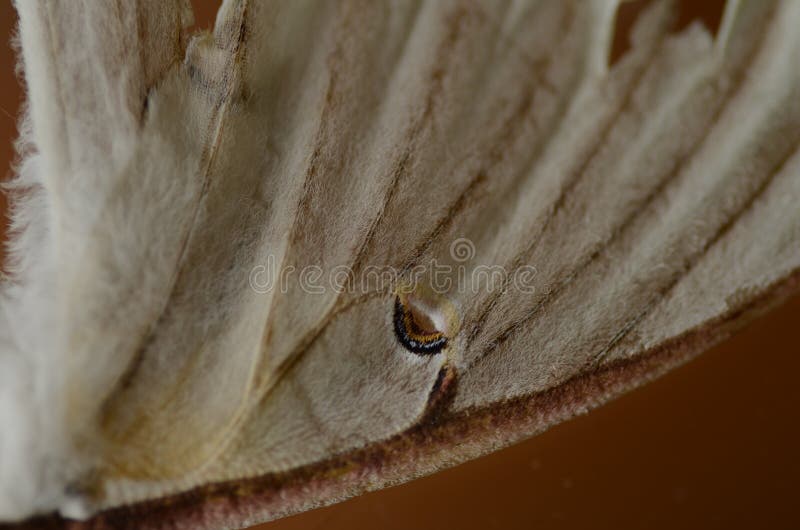 Closeup of Dried Luna Moth Wing Stock Photo - Image of lunamoth ...