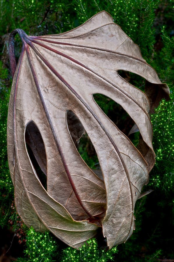 Closeup of Dried Single Leaf with Texture and Pattern Stock Photo ...