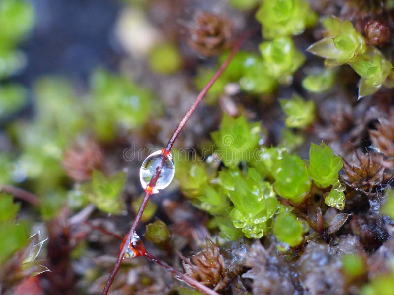 Dew Drop on Moss stock image. Image of nature, bokeh - 220555759
