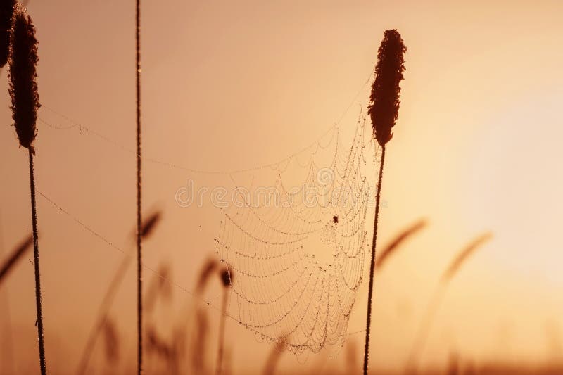 Closeup Drops of Dew on the Spiderweb at Sunset Sunrise. Picture with ...