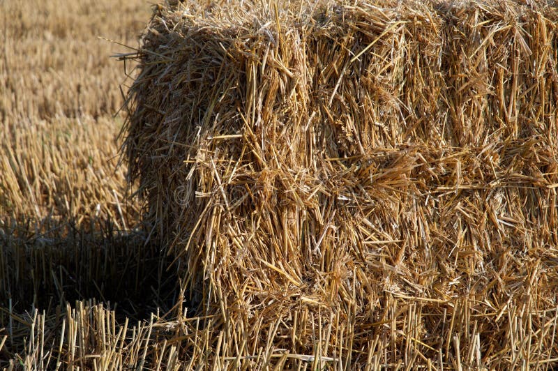 Closeup of a Dry, Barren Field Featuring Rectangular Bales of Hay Stock ...