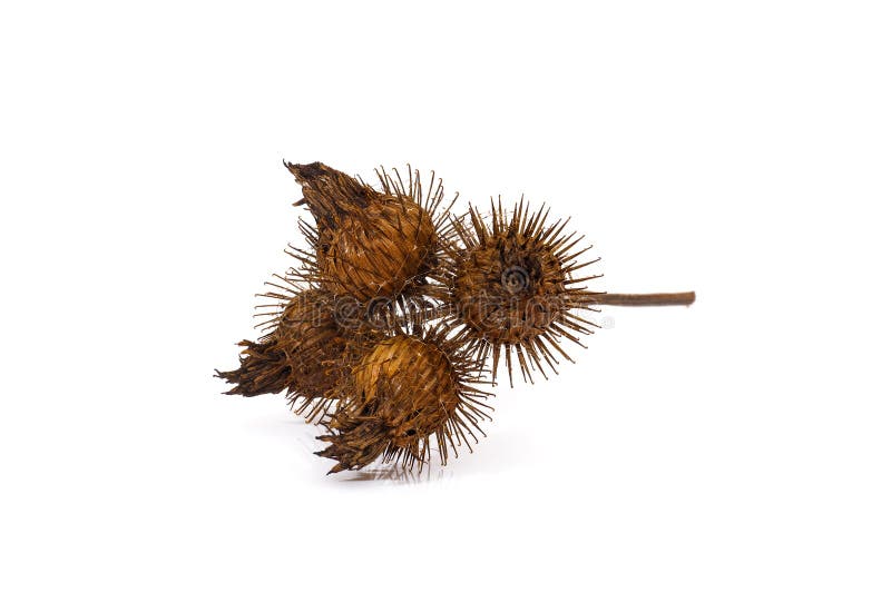 Macro of Dry Burdock Seed Heads. Ripe Burrs with Sharp Catchy Hooks ...