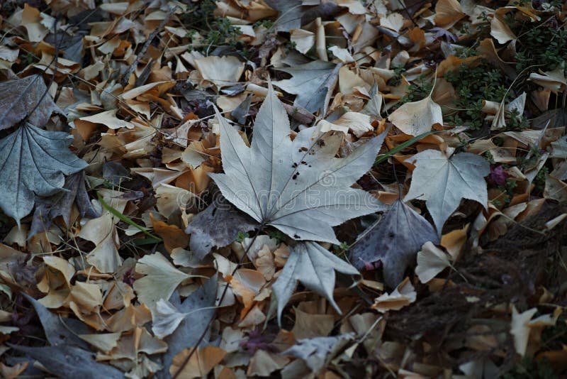 Closeup of Dry Crunchy Autumn Leaves. Stock Photo - Image of plants ...