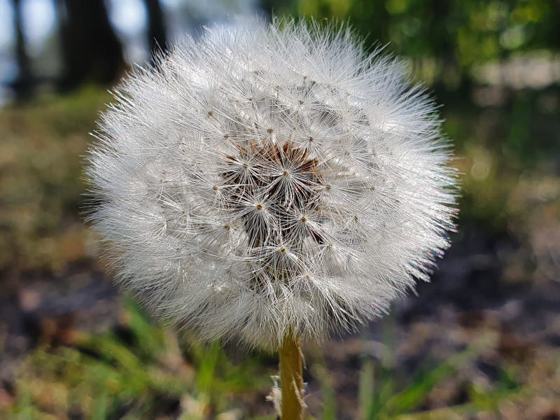 Closeup of a Dry Dandelion with Seeds Stock Image - Image of detail ...
