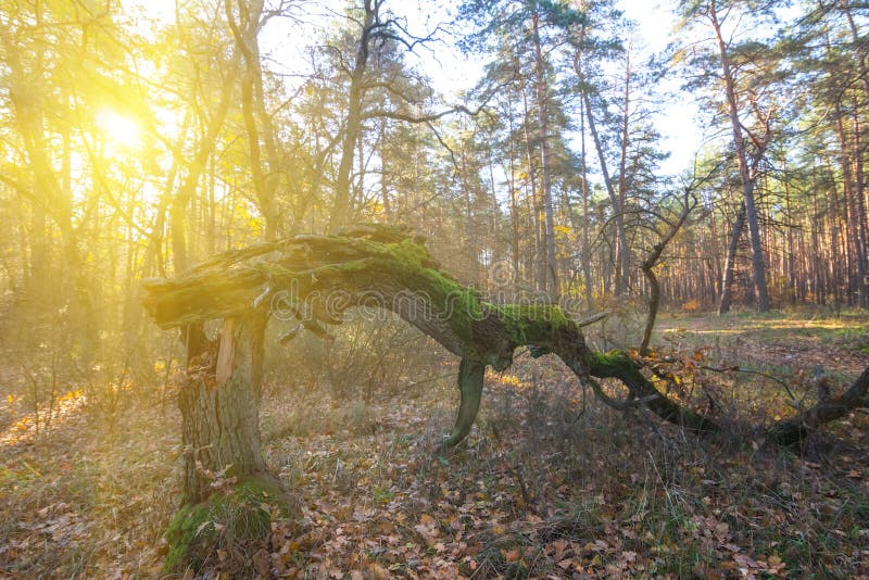 Closeup Dry Fallen Tree in a Forest in a Light of Sun Stock Photo ...
