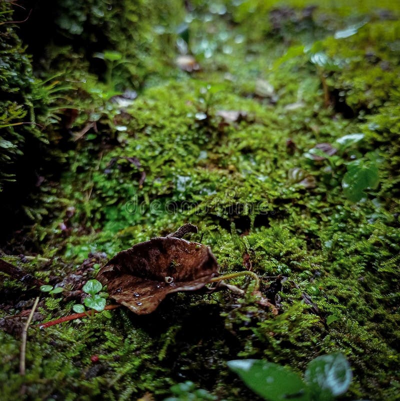 Closeup of Dry Leaves on Wild Moss Stock Image - Image of earth, group ...