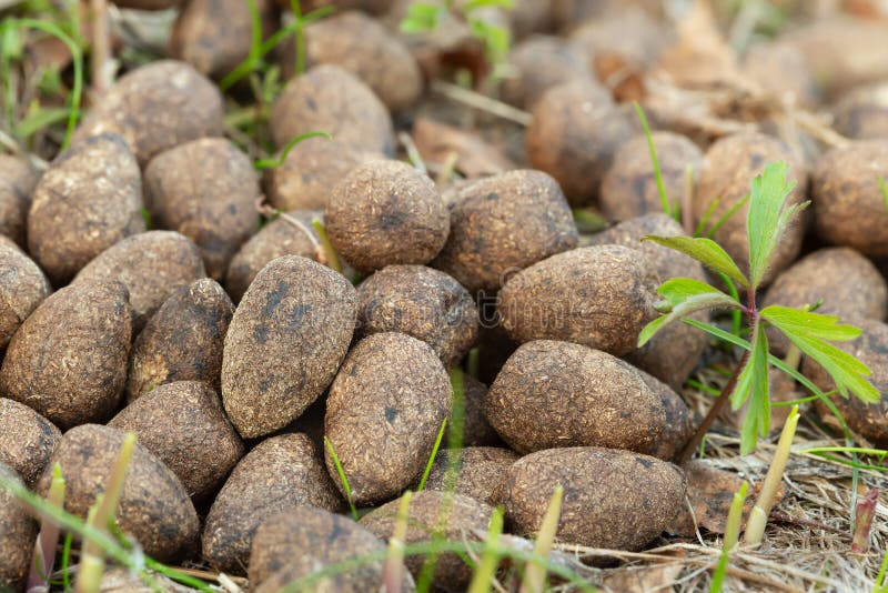 Dry moose droppings stock photo. Image of droppings - 142822858