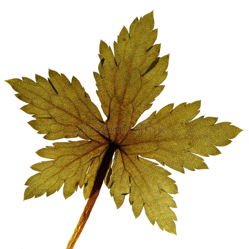 Closeup of Dry Pressed Geranium Leaf Stock Photo - Image of botany ...