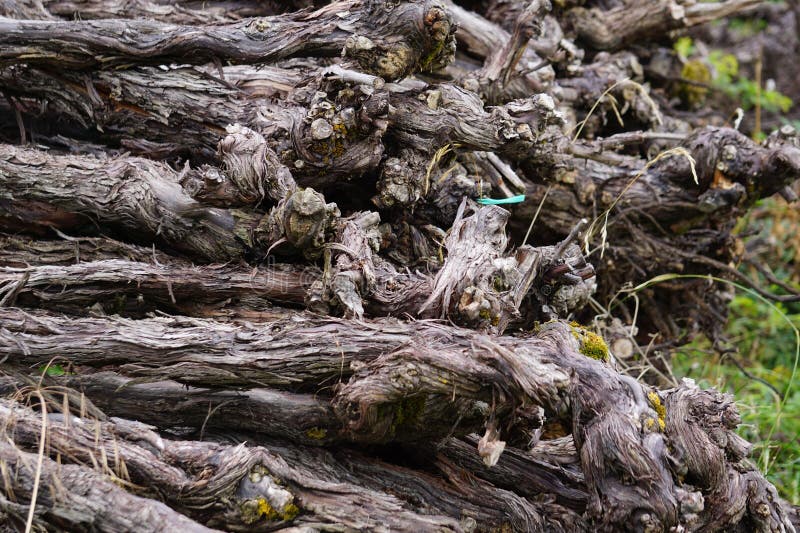 Closeup of the Dry Roots of a Large Tree, Surrounded by Greenery and ...