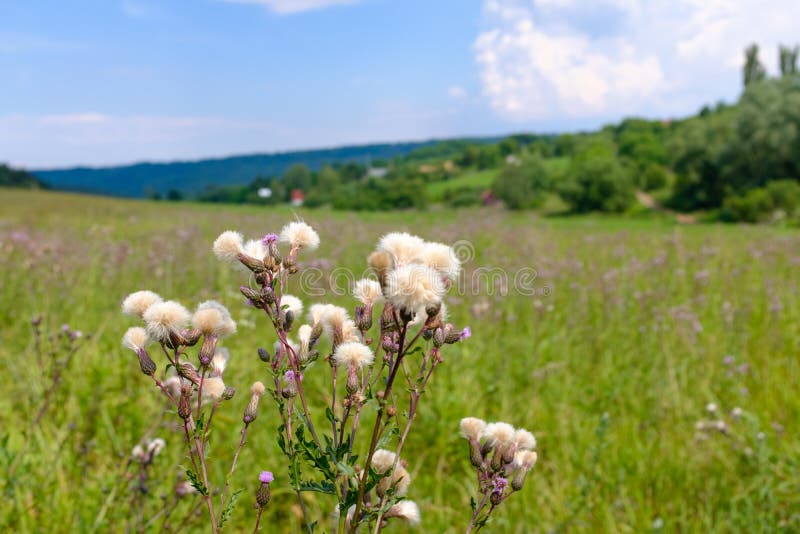 Dry thistle in fall stock photo. Image of beautiful - 130216394