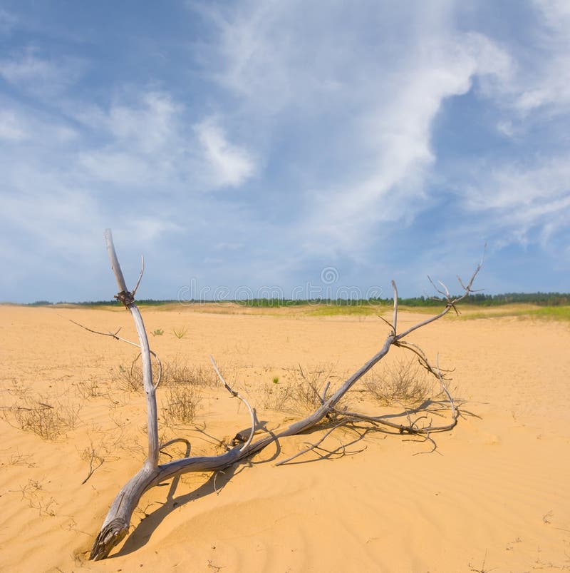 Dry Tree Branch among Sandy Desert Stock Image - Image of horizon ...