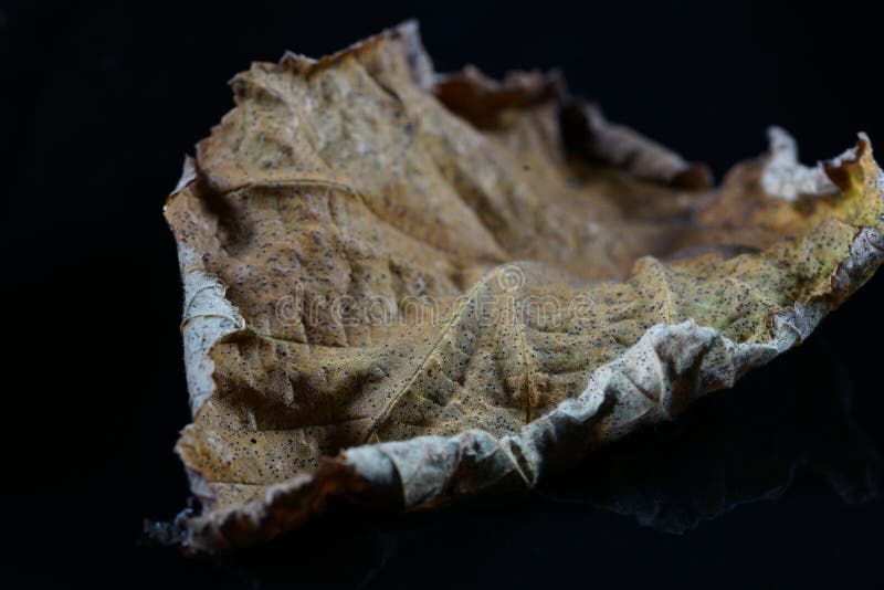 Twisted Leaf of Water Lily or Lotus Flower. Beautiful Rare Pink Flowers ...