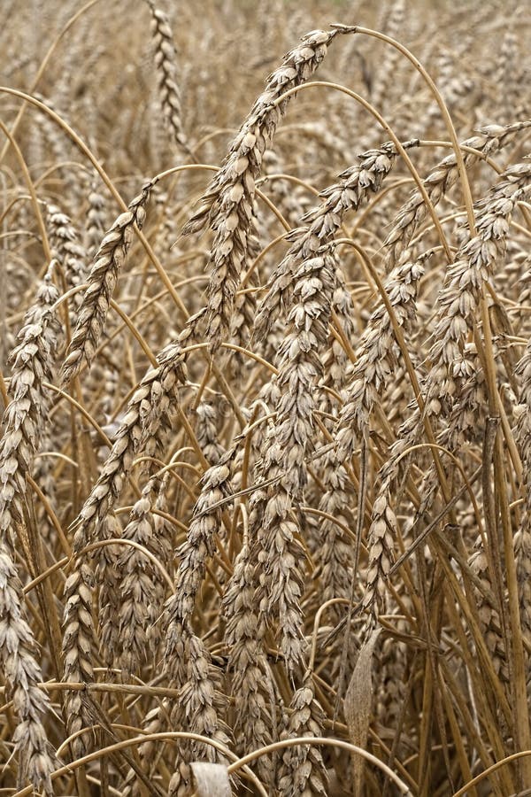 Closeup of dry wheat stock image. Image of golden, background - 13957189