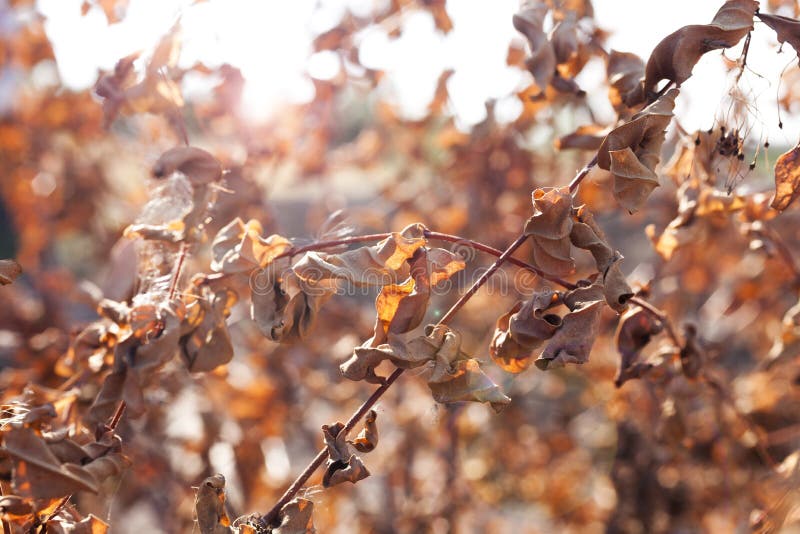 Closeup Dry Withered Branches and Leaves Stock Photo - Image of branch ...