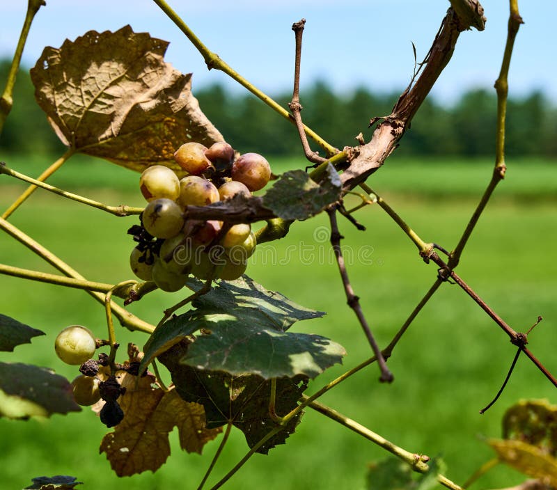 Drying Grapes at Home in the Sun Stock Image - Image of outdoors, rural ...