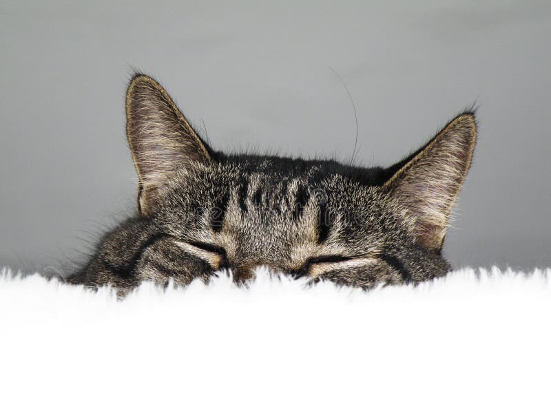 Chatons Mignons Endormis Du Maine Coon Image stock - Image du orange ...