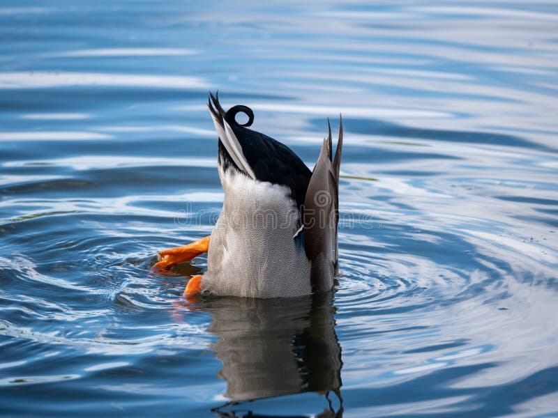 Closeup of a Duck Diving in a Reflective Lake Stock Image - Image of ...