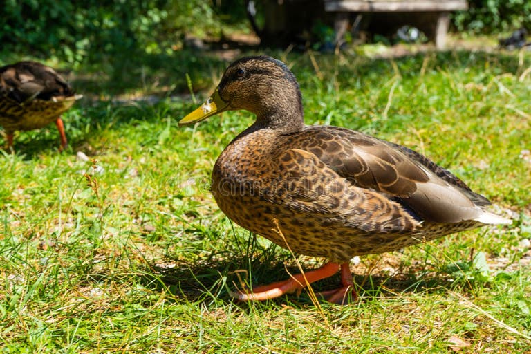 Closeup of a Duck on Grass. Stock Image - Image of wildlife, feather ...