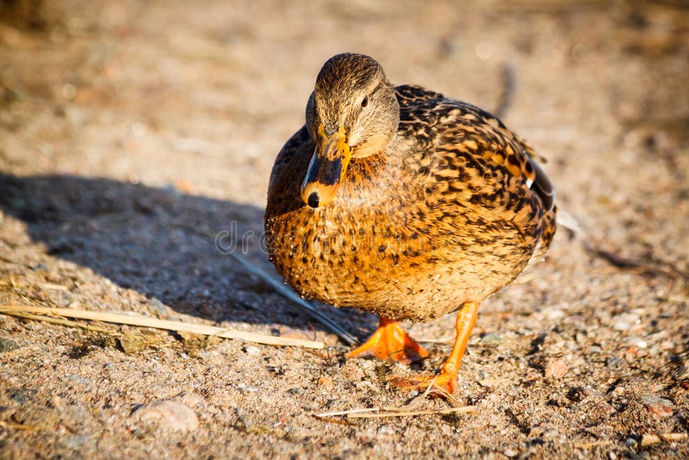 Closeup of duck on sand stock photo. Image of cool, little - 54853288