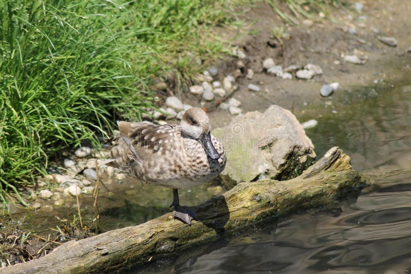 Closeup of a Duck Standing on a Tree Log in a Pond Stock Image - Image ...