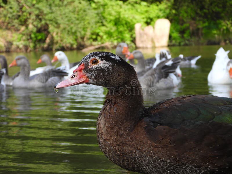Closeup of Duck with Water Drop on Its Beak Stock Image - Image of ...