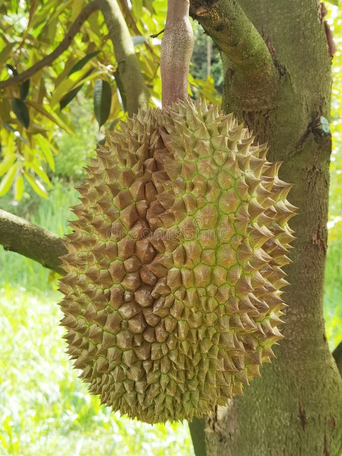 Closeup of durian texture stock photo. Image of durian - 16350436