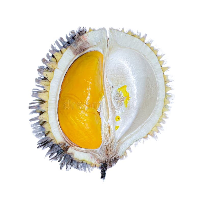 Closeup of Durian Fruits Isolated on White Stock Photo - Image of ...