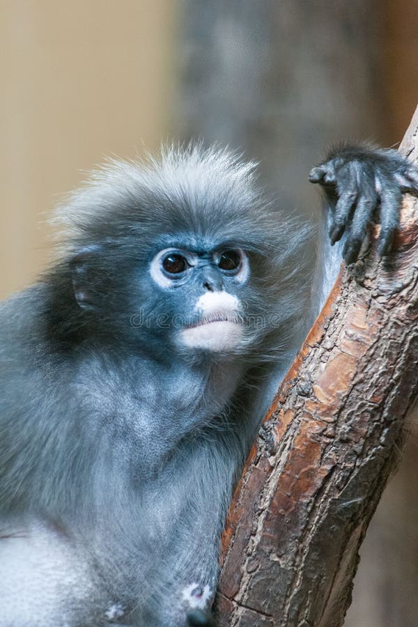 Closeup of a Dusky Leaf Monkey Leaning on a Tree. Stock Image - Image ...