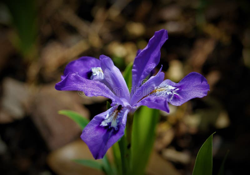 Closeup of a Dwarf Crested Iris (Iris Cristata) Flower Stock Photo ...