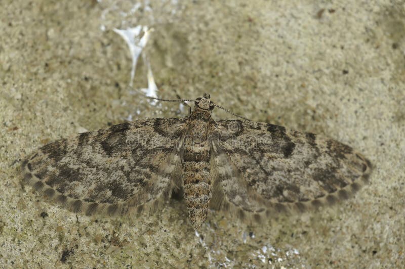 Closeup on the Dwarf Pug Geometer Moth, Eupithecia Tantillaria, with ...