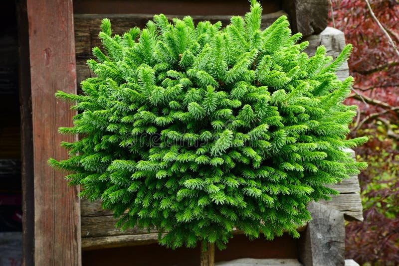 Closeup of a Dwarf Serbian Spruce Tree Stock Image - Image of like ...