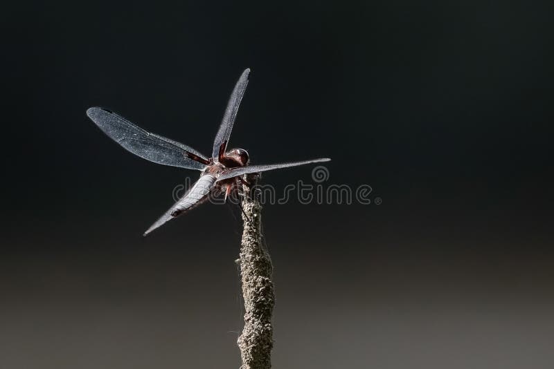 Closeup Dynamic Photo of a Red-blue Dragonfly Stock Photo - Image of ...