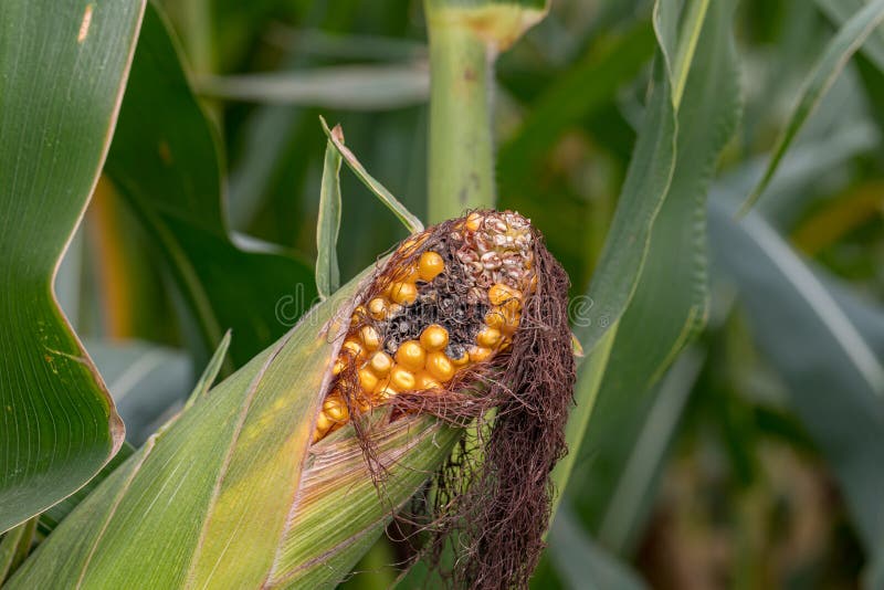 Closeup of Ear of Corn on Brown Cornstalk Ready for Harvest Stock Image ...