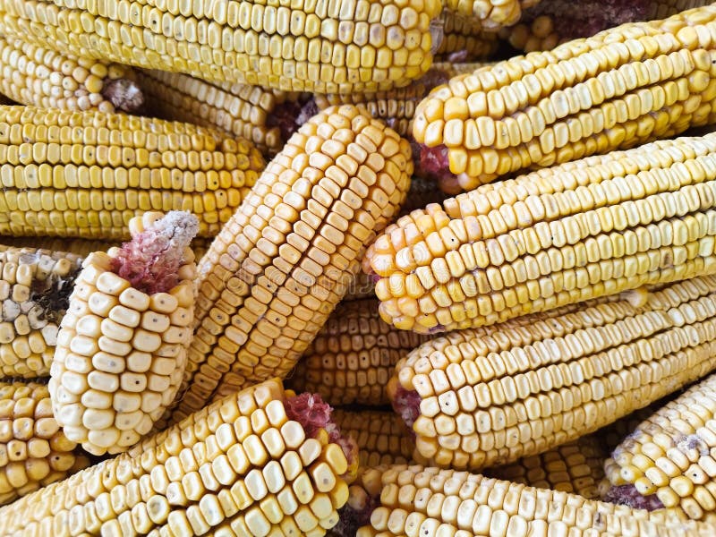 Closeup of Ears of Corn Drying in the Sun Stock Image - Image of ...