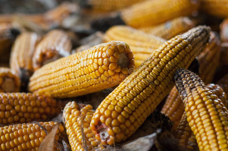 Ears of Dried Corn Stacked in a Farm Stock Image - Image of healthy ...