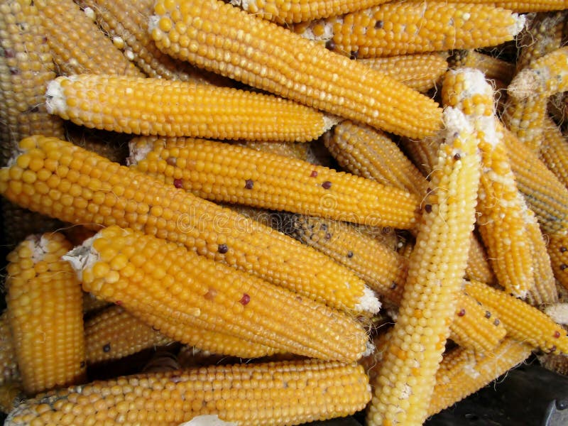 Closeup of Ears of Dried Indian Corn in Basket Stock Image - Image of ...