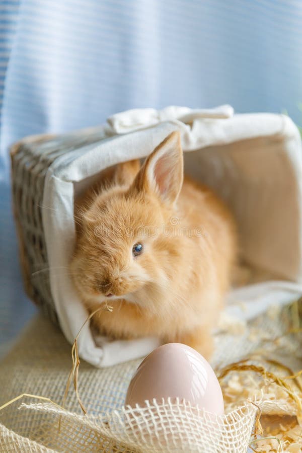 Closeup of an Easter Bunny Sitting in a Wicker Basket. Stock Image ...