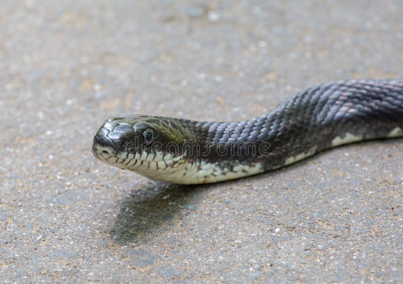 Closeup of Eastern Black Rat Snake Stock Photo - Image of coldblooded ...