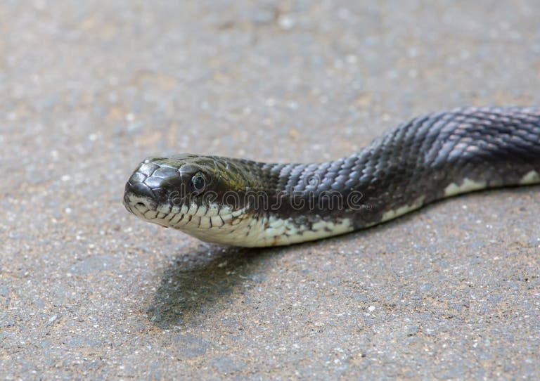 Closeup of Eastern Black Rat Snake Stock Photo - Image of coldblooded ...