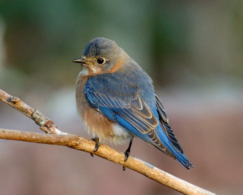 Closeup of an Eastern Bluebird Perched on a Tree Branch Stock Photo ...