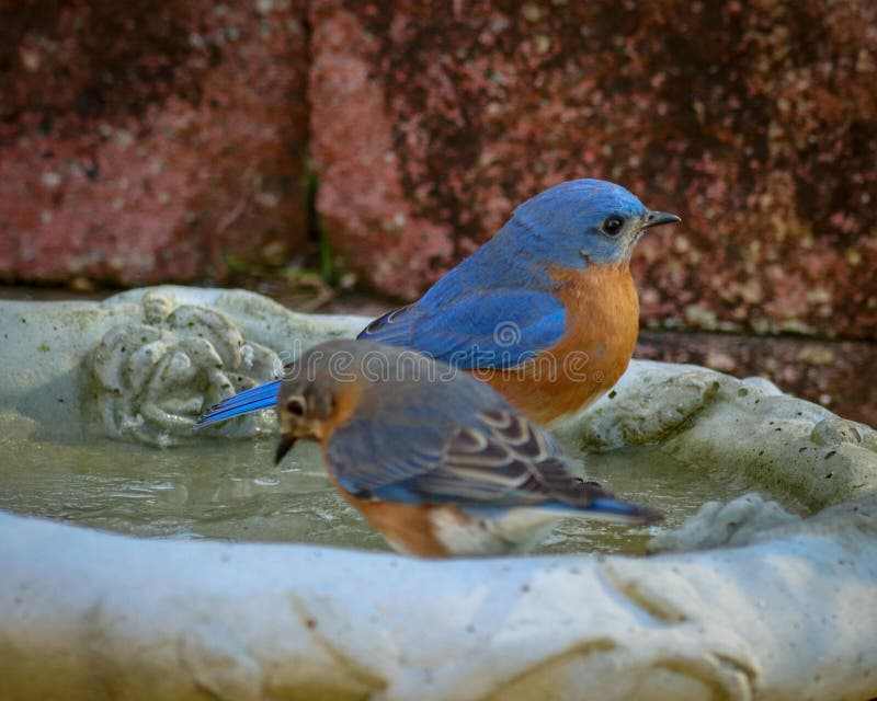 Closeup of Eastern Bluebirds, Sialia Sialis in a Birdbath. Stock Photo ...
