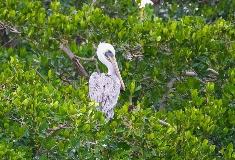 Closeup of an Eastern Brown Pelican in Greenery Stock Image - Image of ...