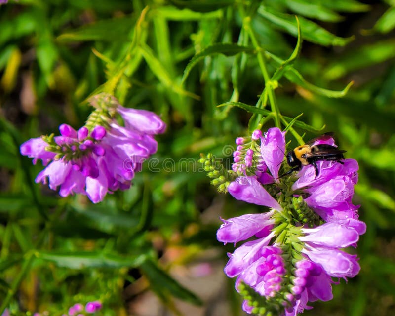 Closeup of the Eastern Carpenter Bee on False Dragonhead. Stock Photo ...
