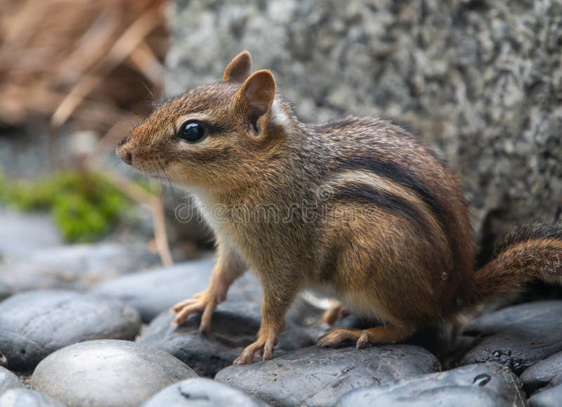 Closeup of an Eastern Chipmunk Stock Photo - Image of mammal, nature ...