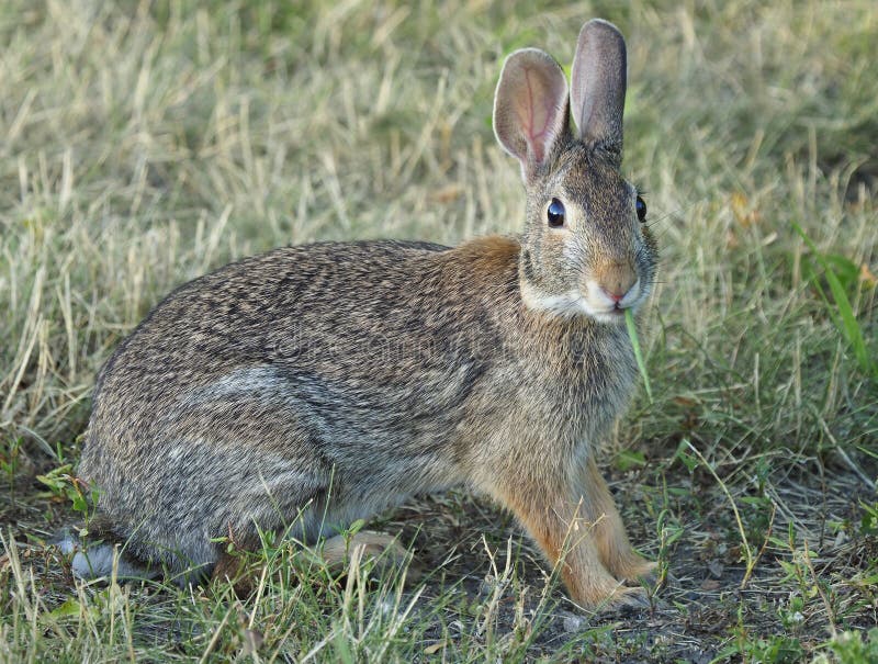 Closeup of a Cottontail Rabbit Running Toward You Stock Photo - Image ...