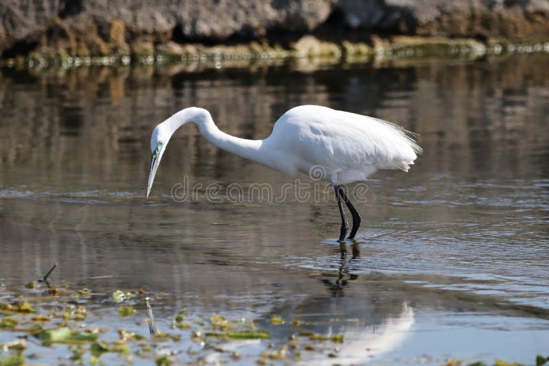 Closeup of an Eastern Great Egret Standing in a Pond in a Field Under ...