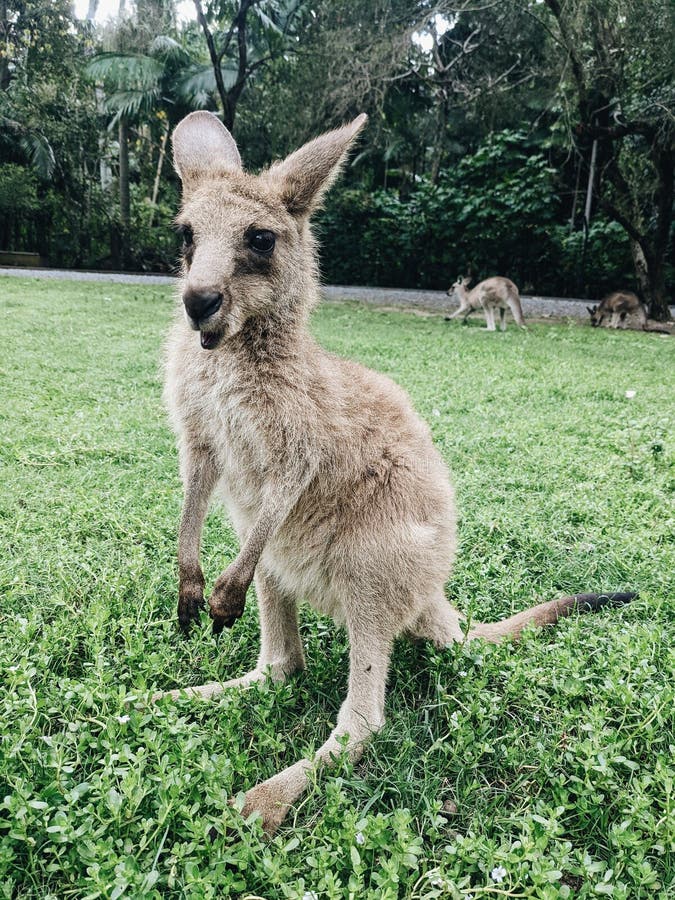Closeup of Eastern Grey Kangaroo Resting on Green Grass Stock Photo ...