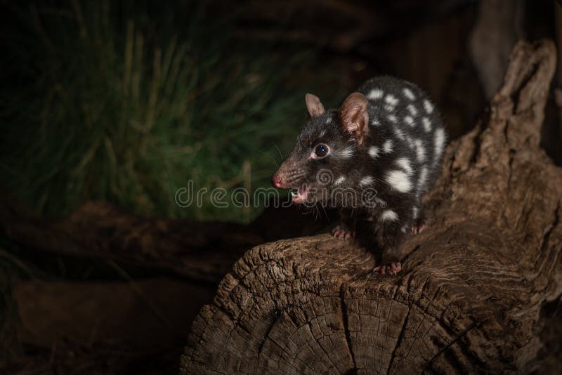 Closeup of an Eastern Quoll on a Log in the Zoo Stock Photo - Image of ...