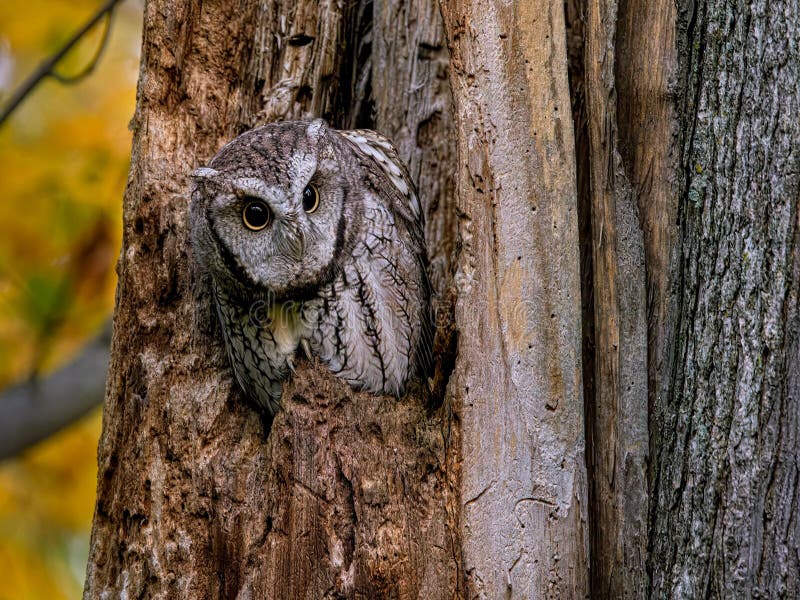 Closeup of an Eastern Screech Owl Looking Out of a Hole in an Old Tree ...