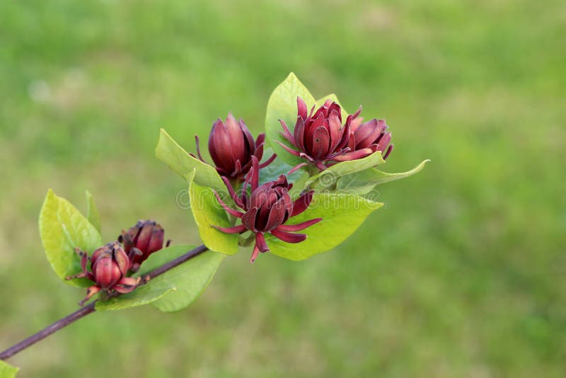 Closeup of an Eastern Sweetshrub Flower Stock Image - Image of flower ...